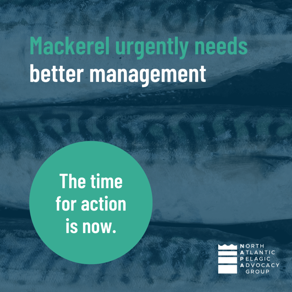 Global seafood coalition renews urgent calls for mackerel management ...