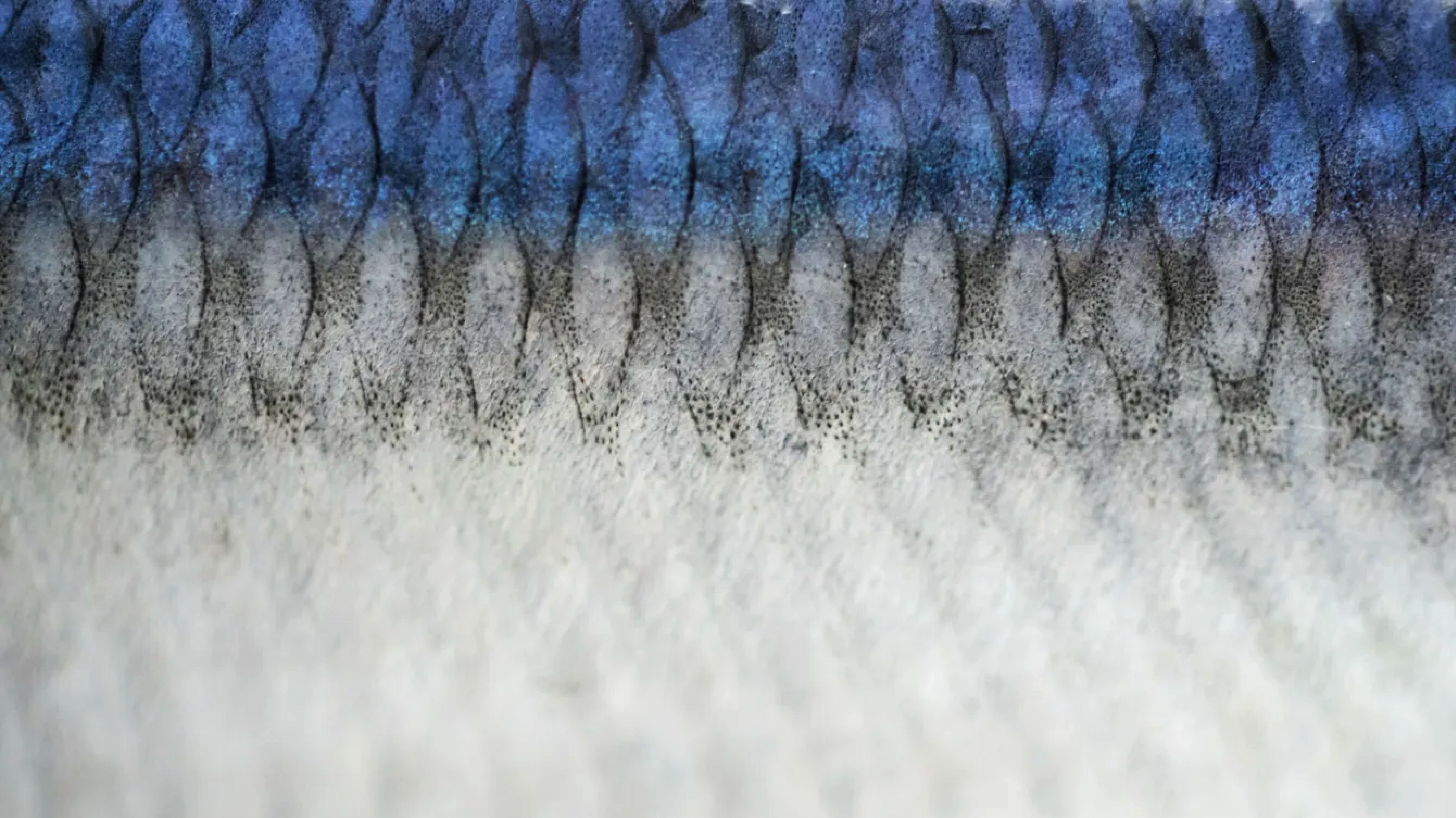 We need to talk about fish feed - North Atlantic Pelagic Advocacy Group